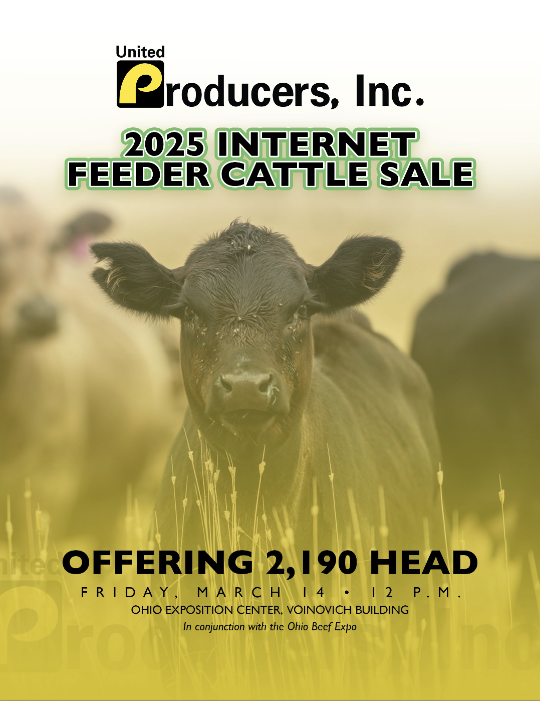 United Producers - Internet Feeder Calf Sale