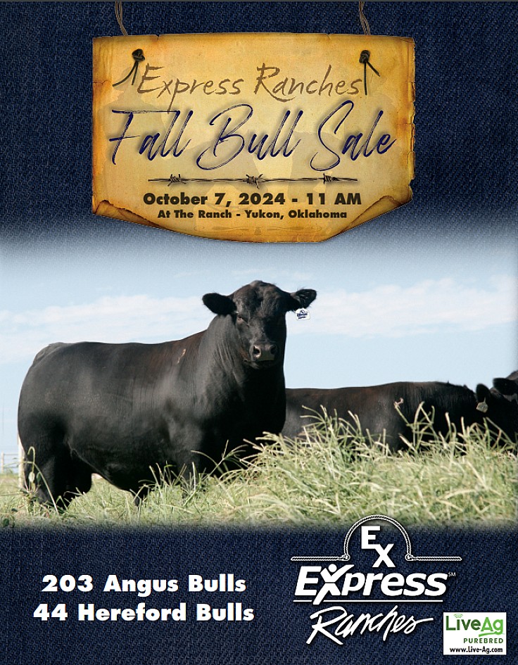 Express Ranches Fall Bull Sale