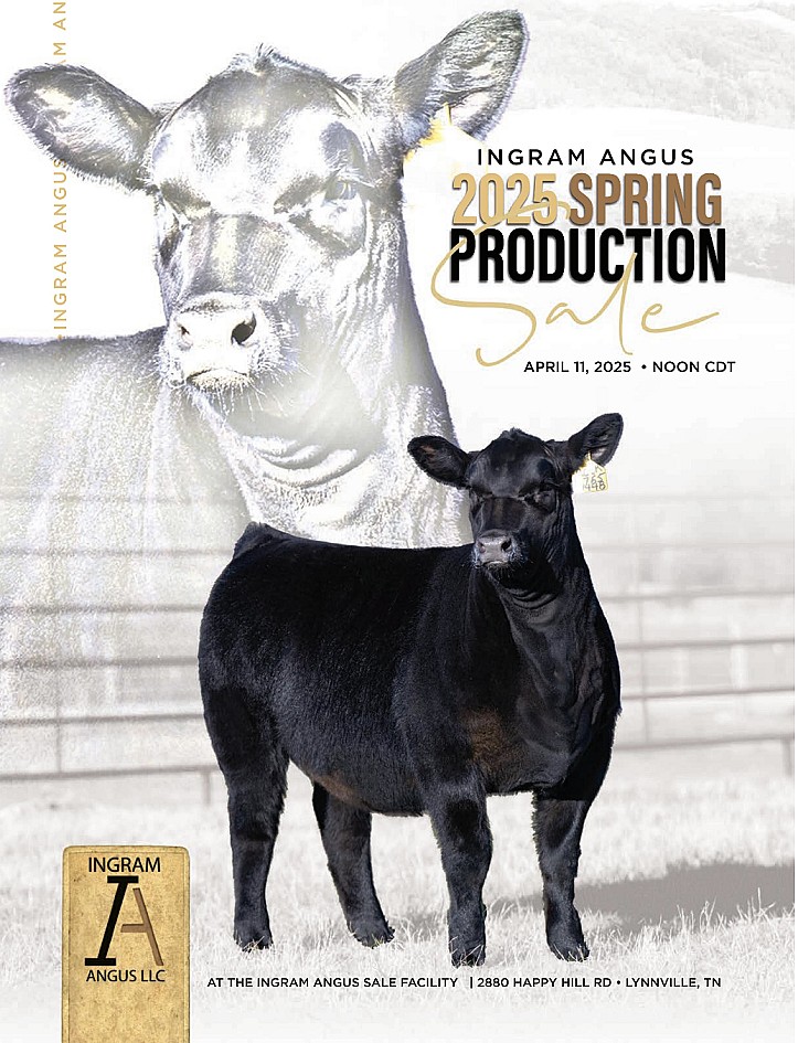 Ingram Angus Annual Production Sale