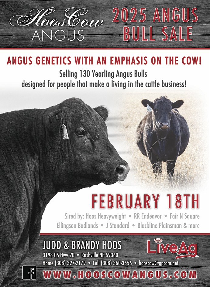 HoosCow Angus Bull Sale