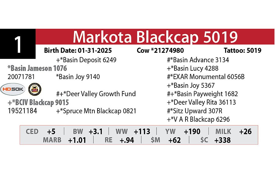 Markota Angus Ranch Cow Herd Reduction