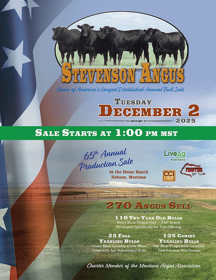 Stevenson Angus