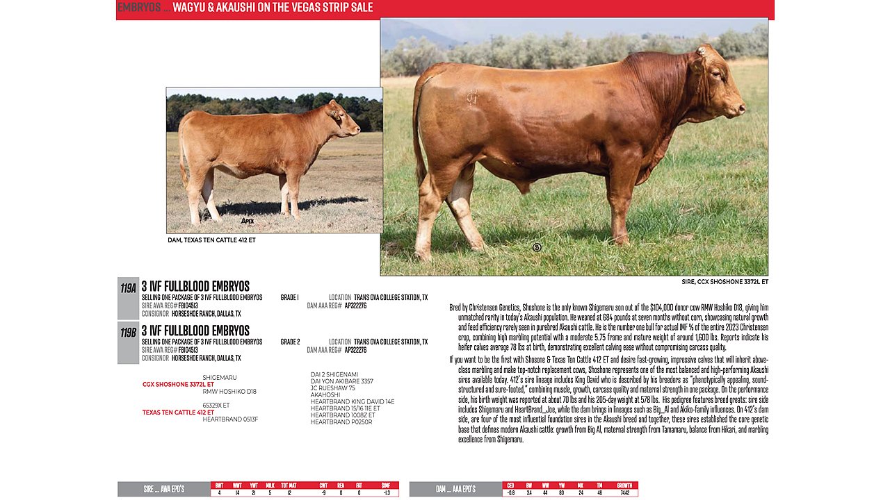 3 IVF Embryos, Grade 1 | TEXAS TEN CATTLE 412 ET by CGX SHOSHONE 3372L ET