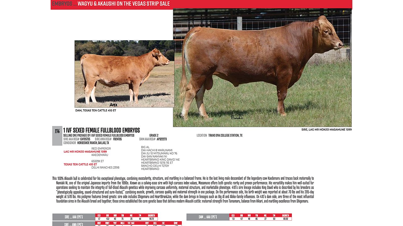 1 IVF (Sexed Female) Embryos, Grade 2 | TEXAS TEN CATTLE 410 ET by Lag ...