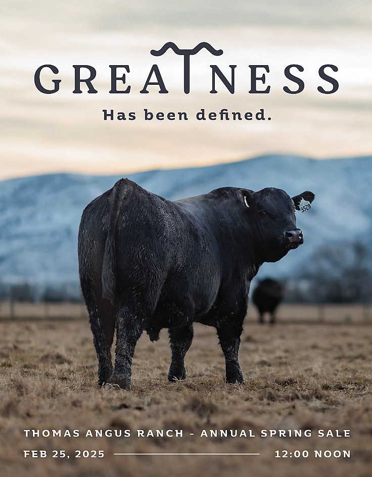 Thomas Angus Ranch Annual Spring Sale