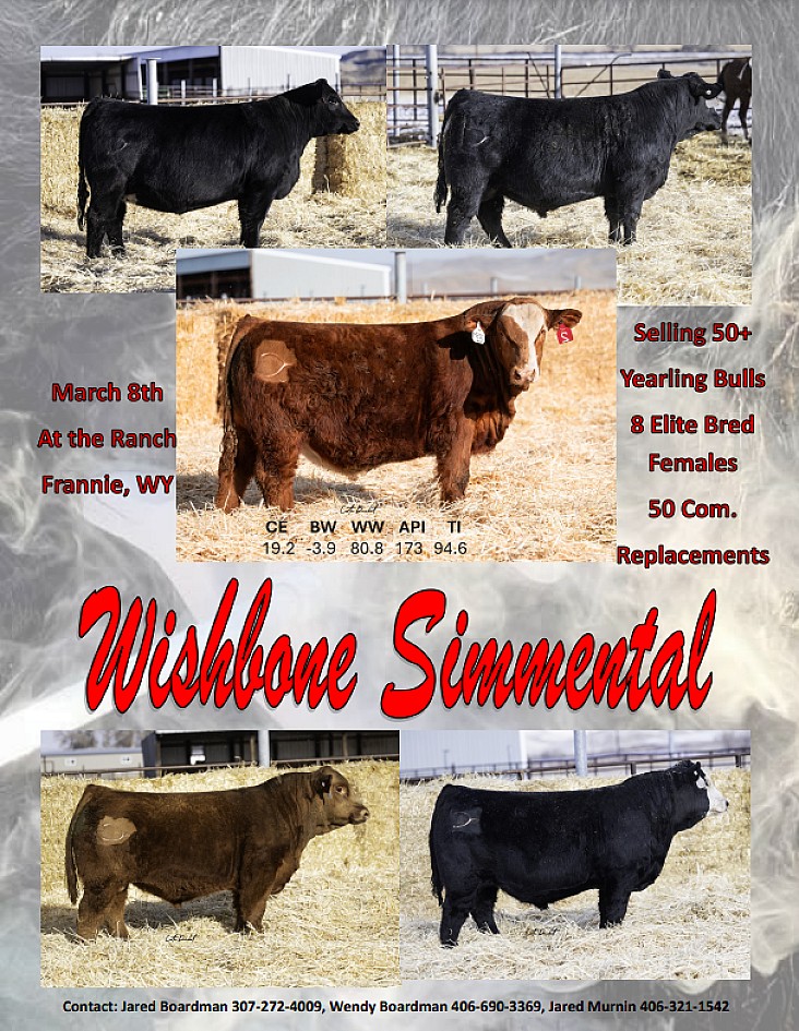 Wishbone Simmental