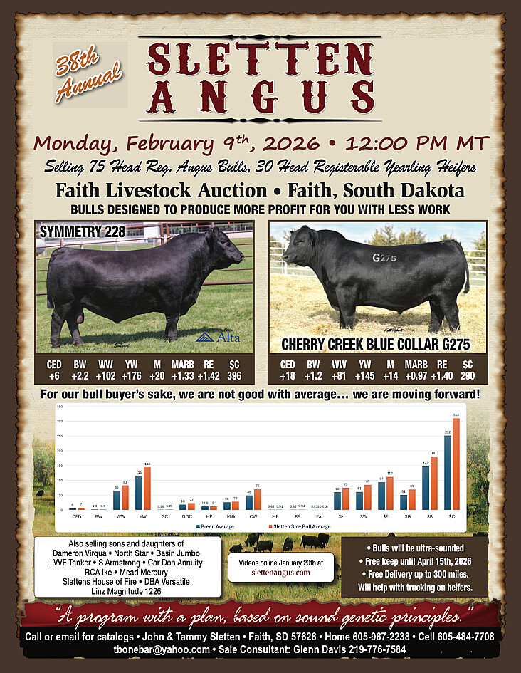 Sletten Angus