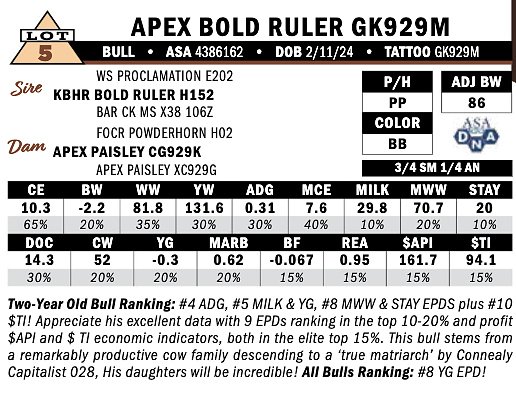APEX BOLD RULER GK929M
