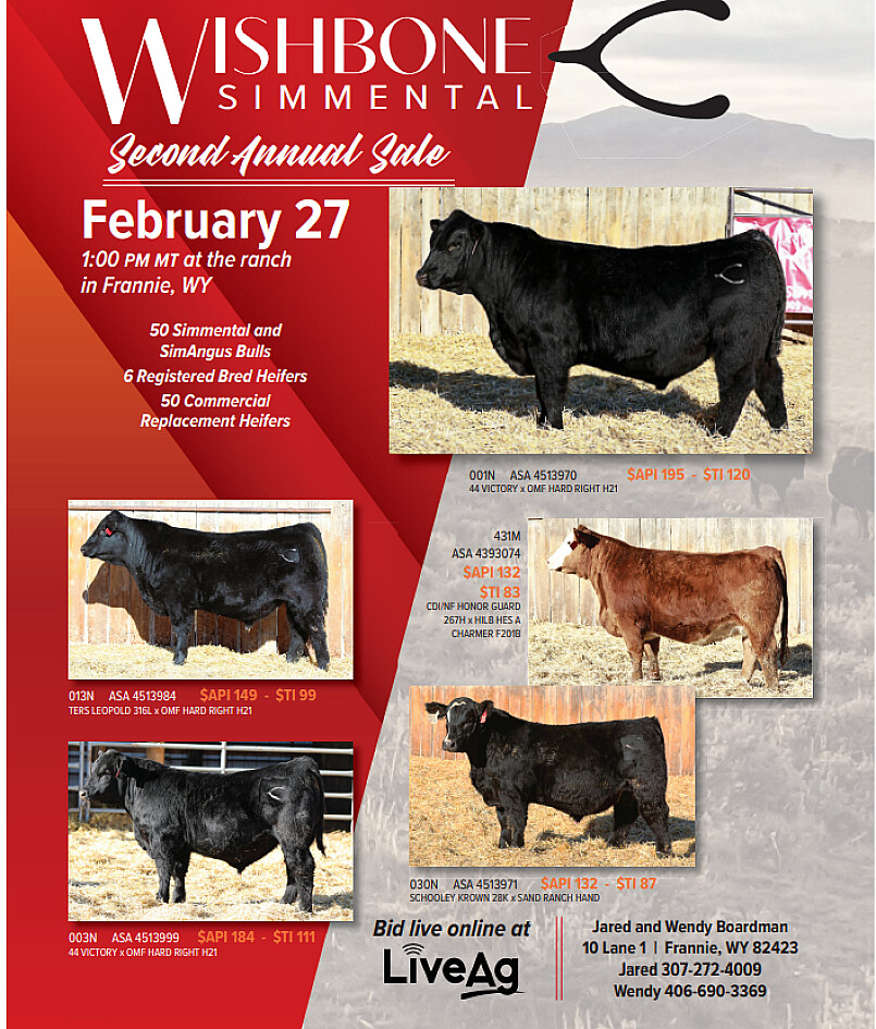 Wishbone Simmental