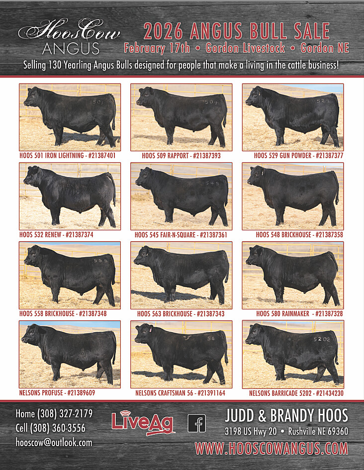 HoosCow Angus Bull Sale