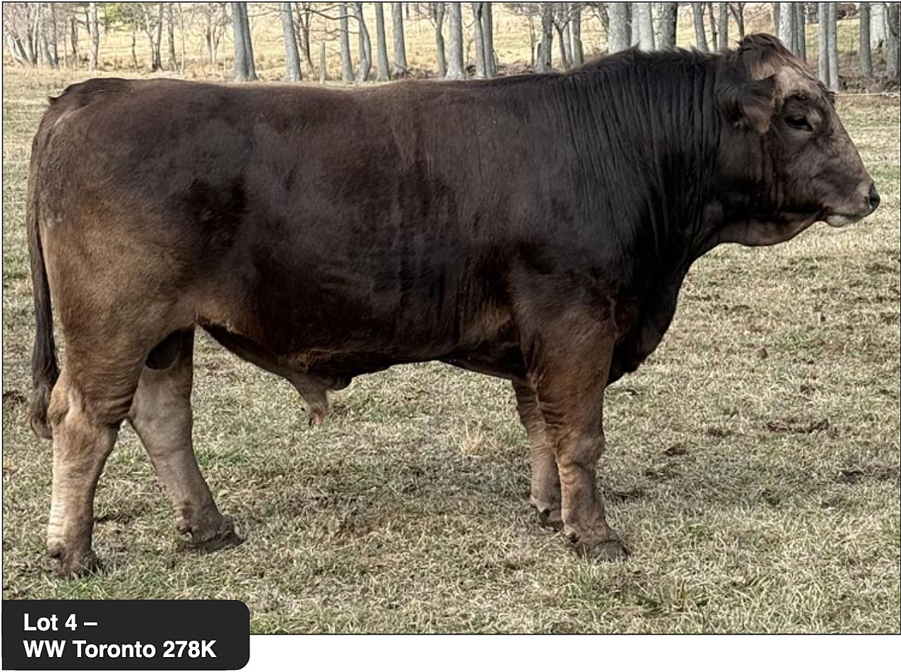 W/W Cattle Company Bull Sale